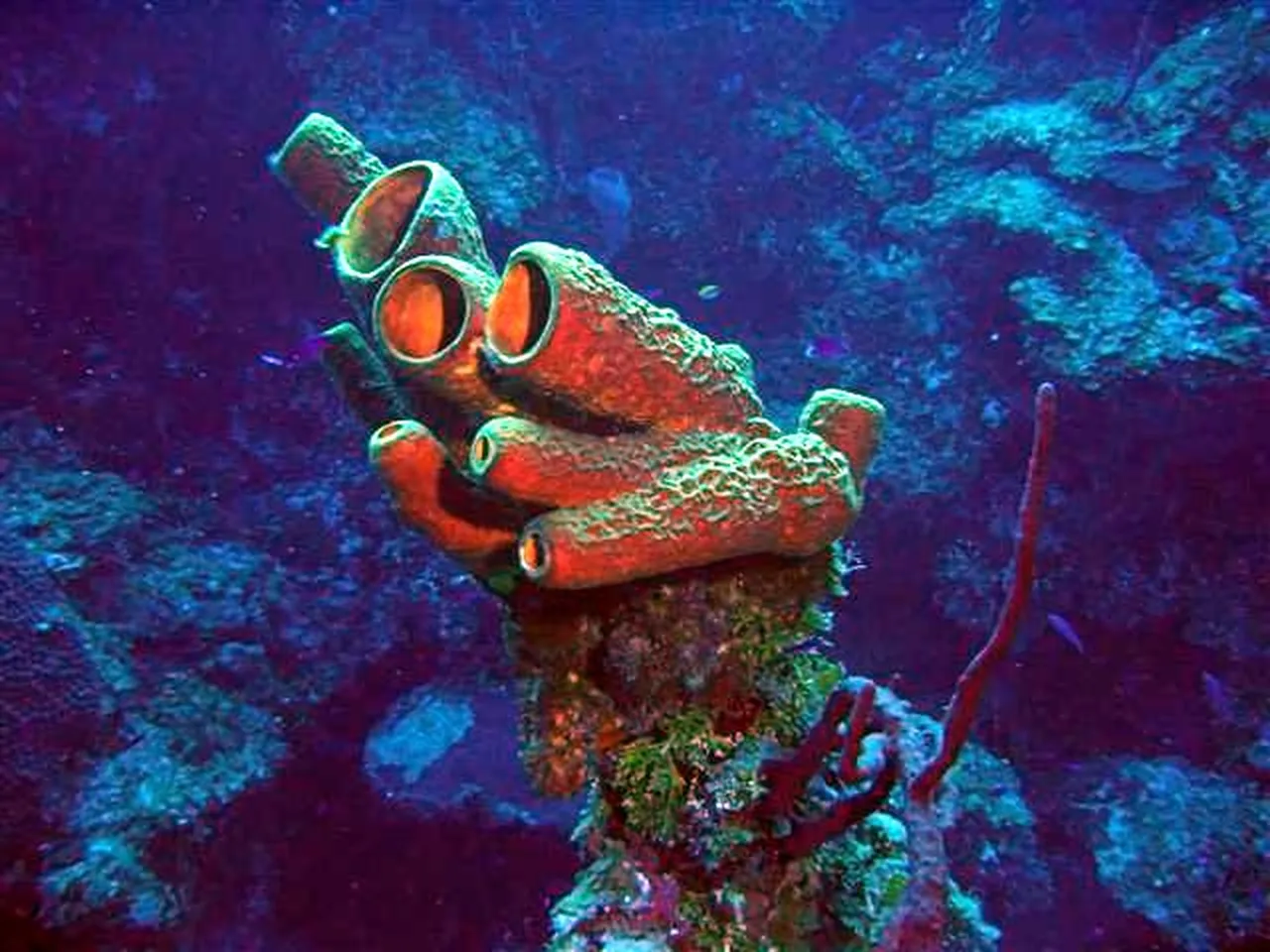 Your Oldest Ancestor Was Probably Sponge Like