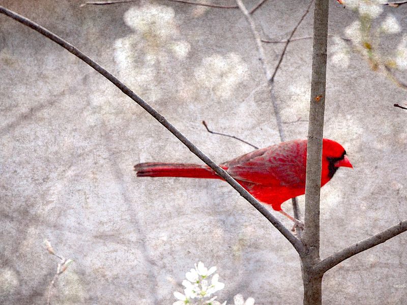 Cardinal on limb | Smithsonian Photo Contest | Smithsonian Magazine