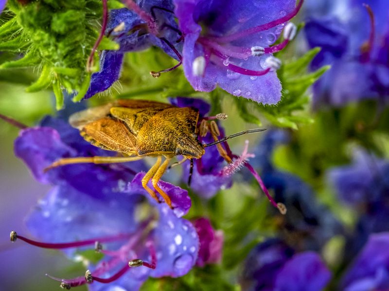 Walking among the flowers | Smithsonian Photo Contest | Smithsonian ...