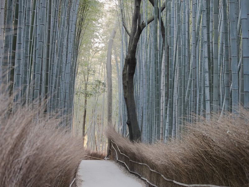 Mystical Pathway | Smithsonian Photo Contest | Smithsonian Magazine