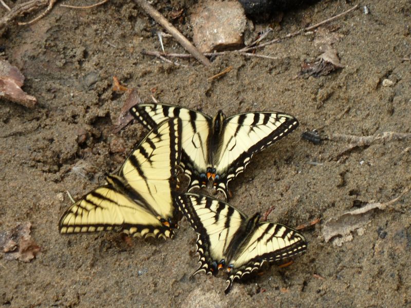 Monarch butterfly white near Quebec | Smithsonian Photo Contest ...
