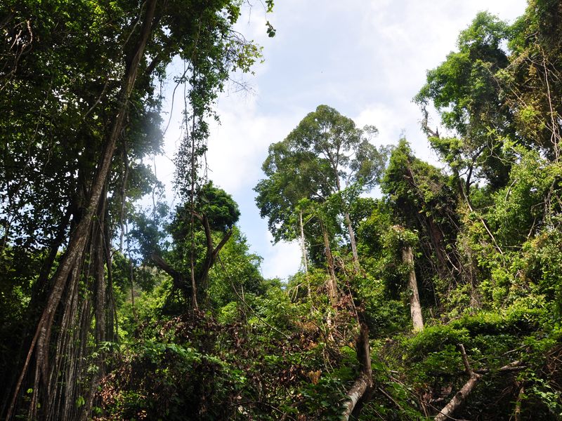 Malaysian rainforest | Smithsonian Photo Contest | Smithsonian Magazine