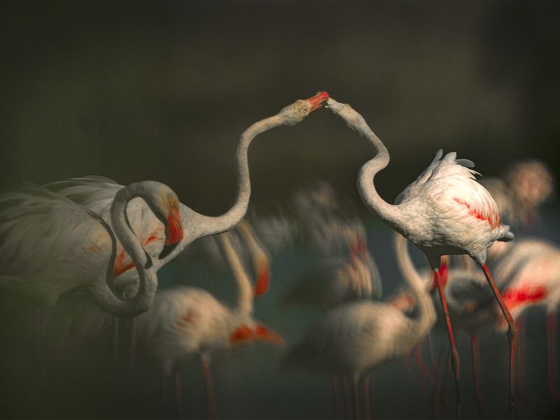 Flamingo Ballet | Smithsonian Photo Contest | Smithsonian Magazine