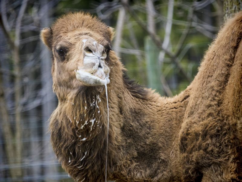 A Spiting Camel Gross Smithsonian Photo Contest Smithsonian Magazine