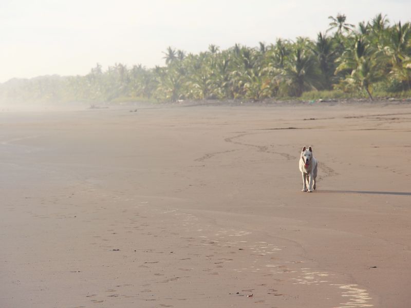 A Lone Dog | Smithsonian Photo Contest | Smithsonian Magazine