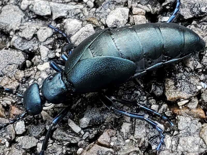A different beetle in Western New York | Smithsonian Photo Contest ...