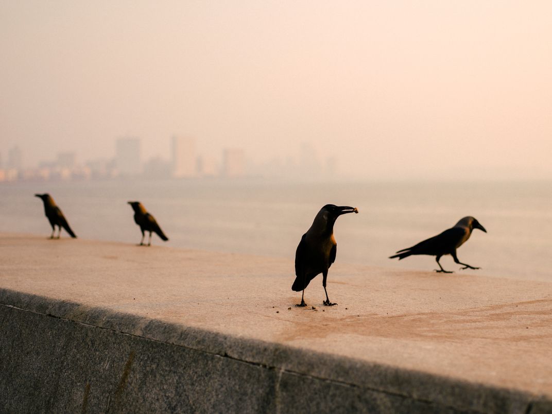 Crows at Sunset. Mumbai, India. | Smithsonian Photo Contest ...
