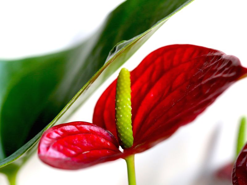 Anthurium | Smithsonian Photo Contest | Smithsonian Magazine