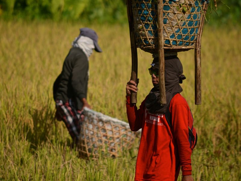 Rice harvester at work in the Philippines | Smithsonian Photo Contest ...