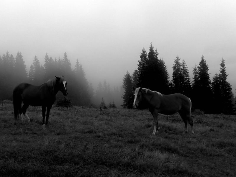 Horses while climbing Carpathian mountains. | Smithsonian Photo Contest ...