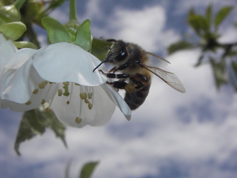 A bee perched on a newly opened flower in the spring. | Smithsonian ...