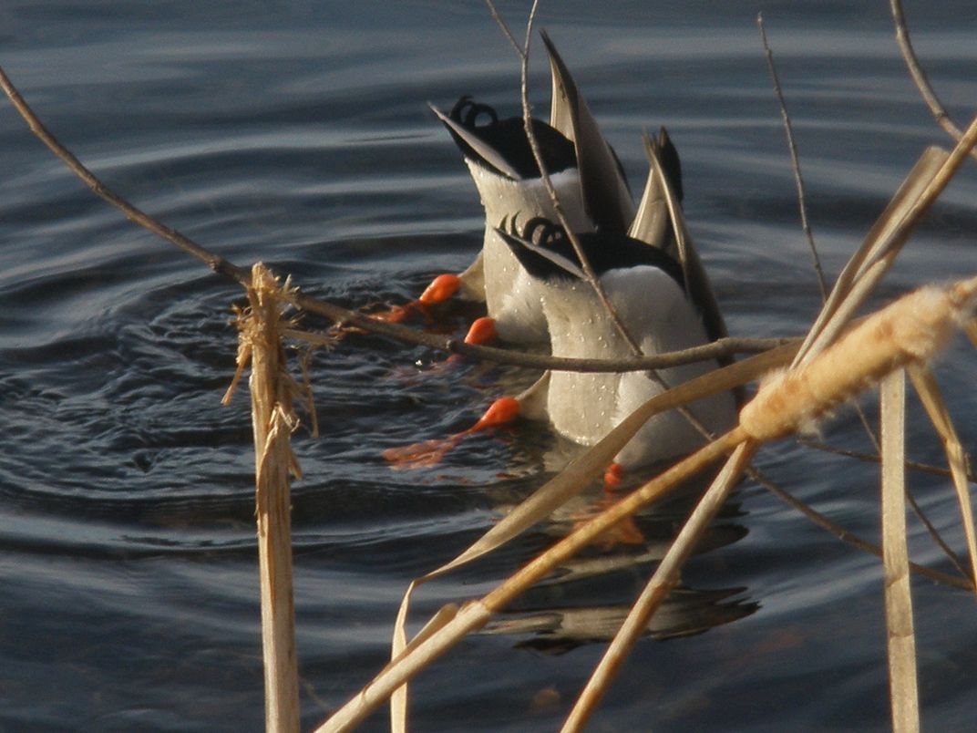 Duck Butts | Smithsonian Photo Contest | Smithsonian Magazine