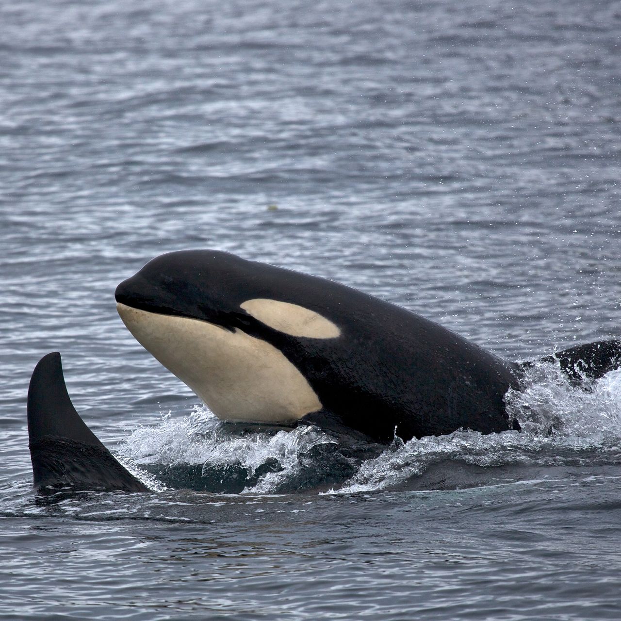 do orca kill human
