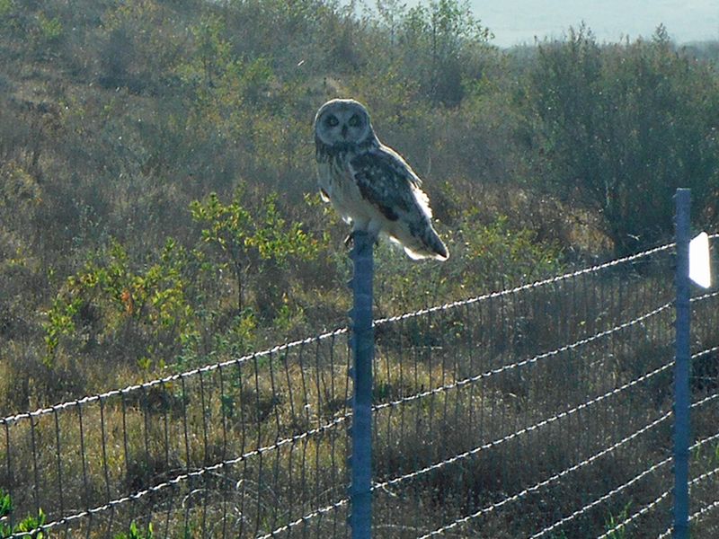 Hawaiian Owl (Pueo) | Smithsonian Photo Contest | Smithsonian Magazine