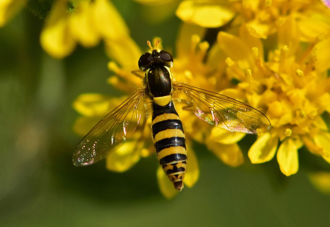 A bee with wings giving off a rainbow tint. | Smithsonian Photo Contest ...