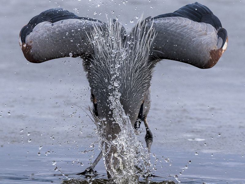 Great Blue Heron Diving for Carp | Smithsonian Photo Contest ...
