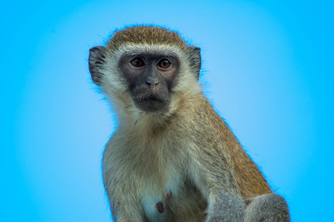 Velvet Female Monkey Sighting | Smithsonian Photo Contest | Smithsonian ...