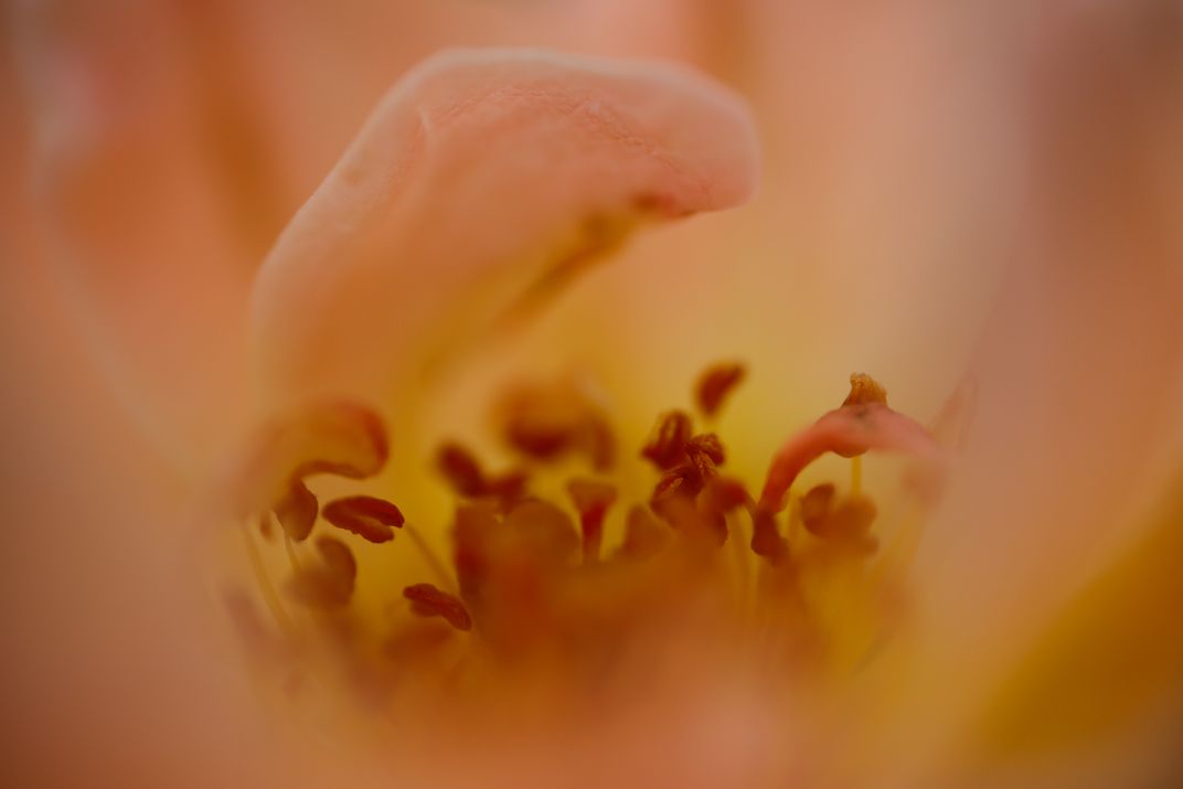 "Inside of the flower" | Smithsonian Photo Contest | Smithsonian Magazine