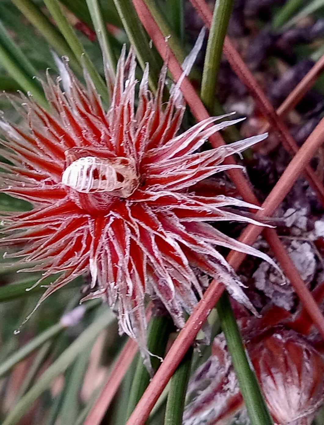 weathered and desiccated insect on red and white vegetation ...