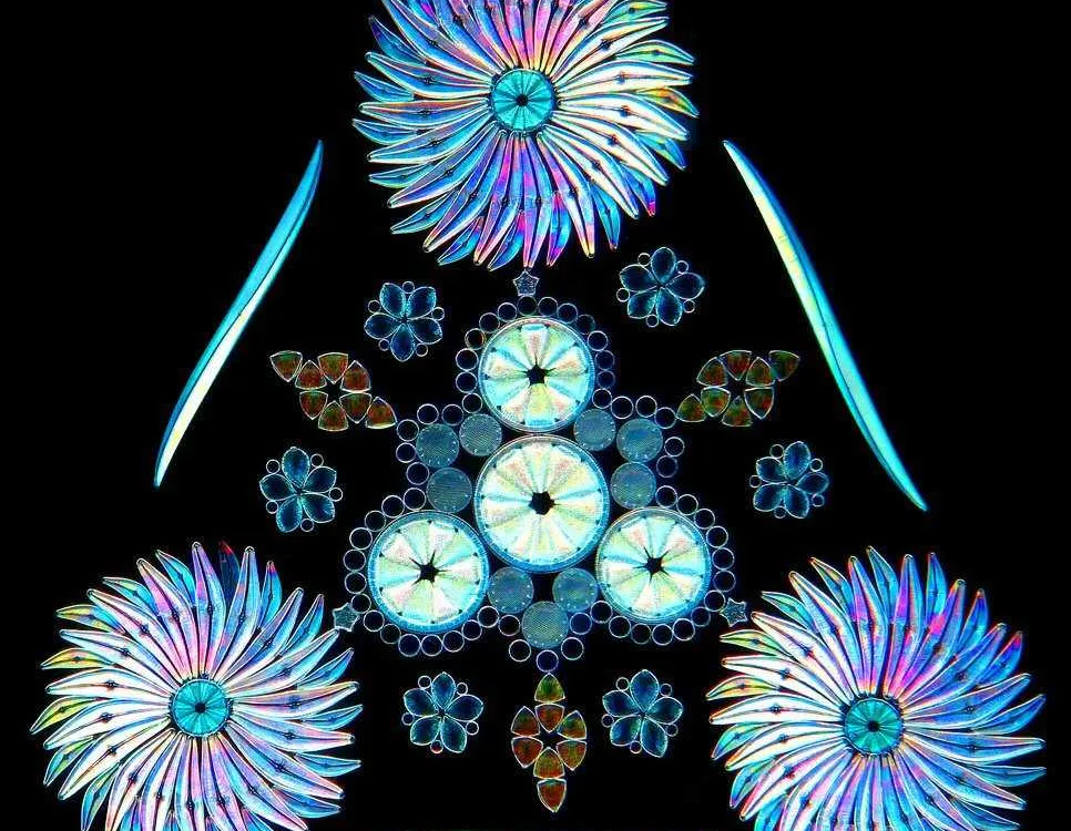 diatom microscope art