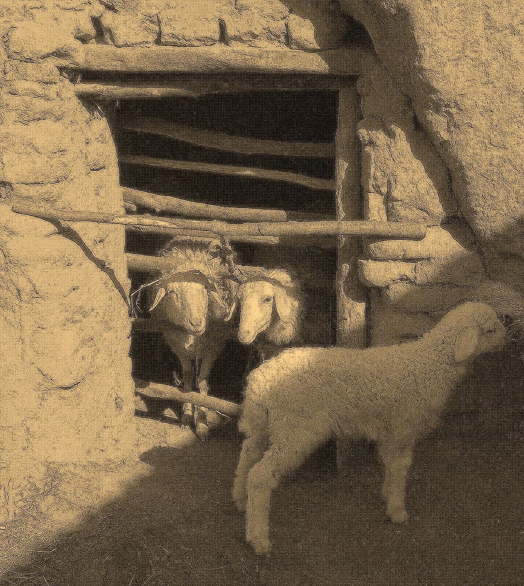 Sheep fold in Gansu Province, China | Smithsonian Photo Contest ...