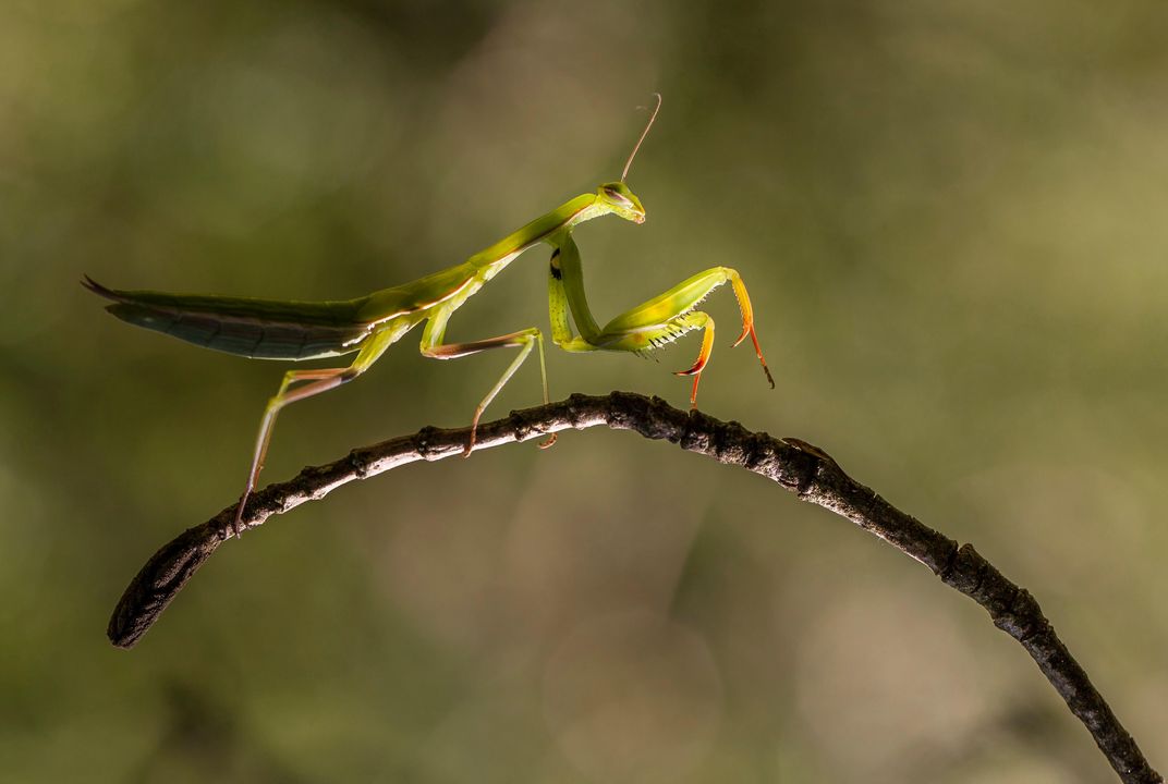 praying mantis gravity