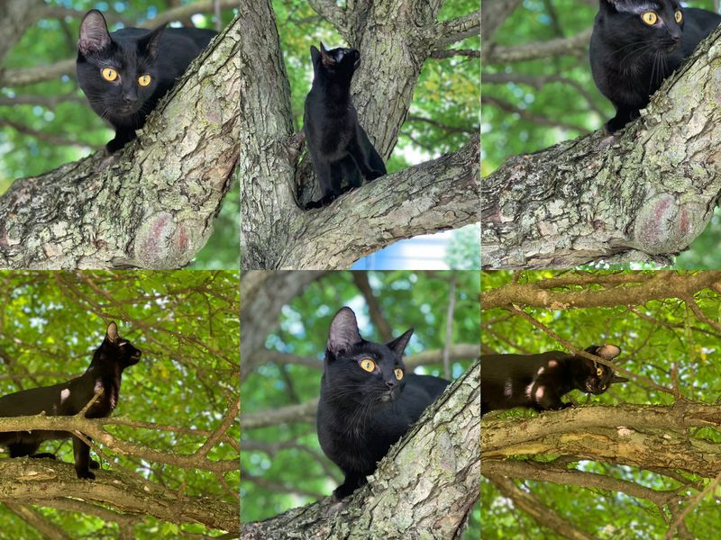 A mini black panther in her natural setting | Smithsonian Photo Contest ...