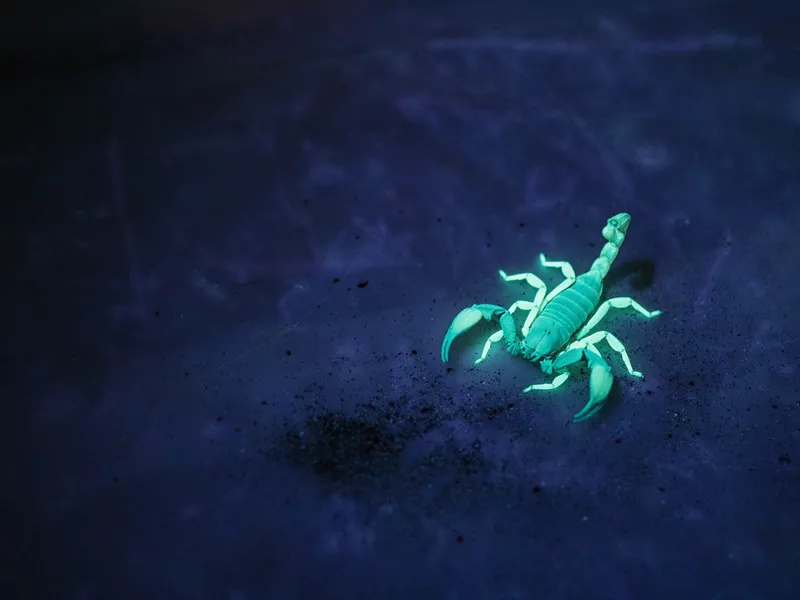 A scorpion glows underneath a blacklight | Smithsonian Photo Contest ...