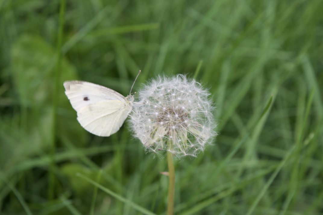 Dandelion's butterfly | Smithsonian Photo Contest | Smithsonian Magazine