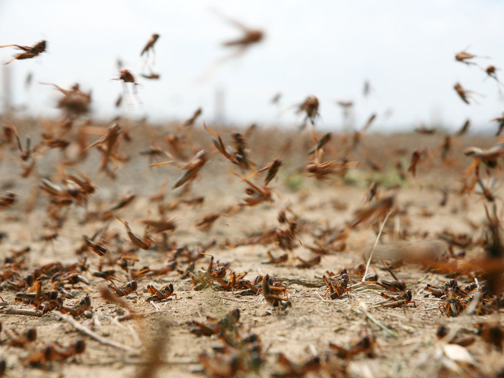 Giant Locust Swarms Could Expand to New Areas With Climate Change ...