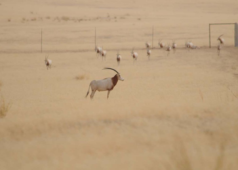 scimitar oryx predators