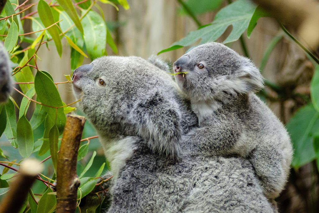 cute koalas