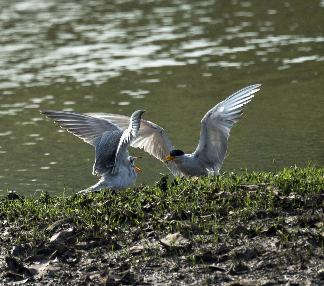 RIVER TURN FEEDING | Smithsonian Photo Contest | Smithsonian Magazine