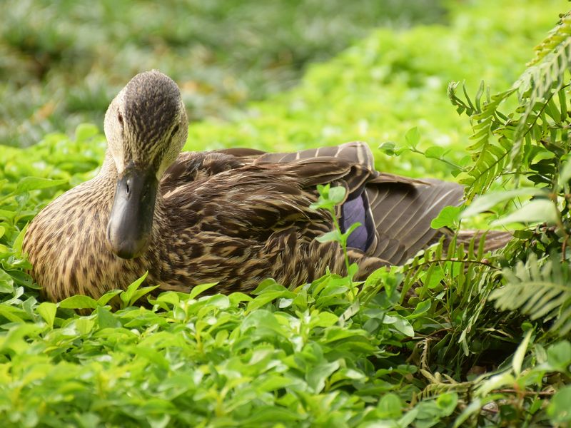 A duck resting | Smithsonian Photo Contest | Smithsonian Magazine