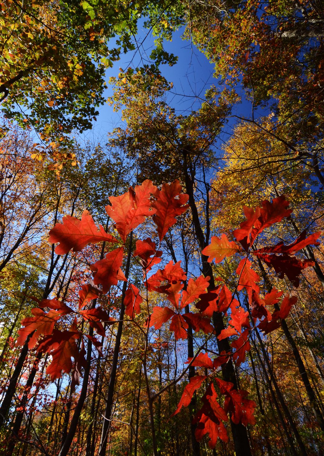 Foliage in New England - one of the top fall color destinations in the ...