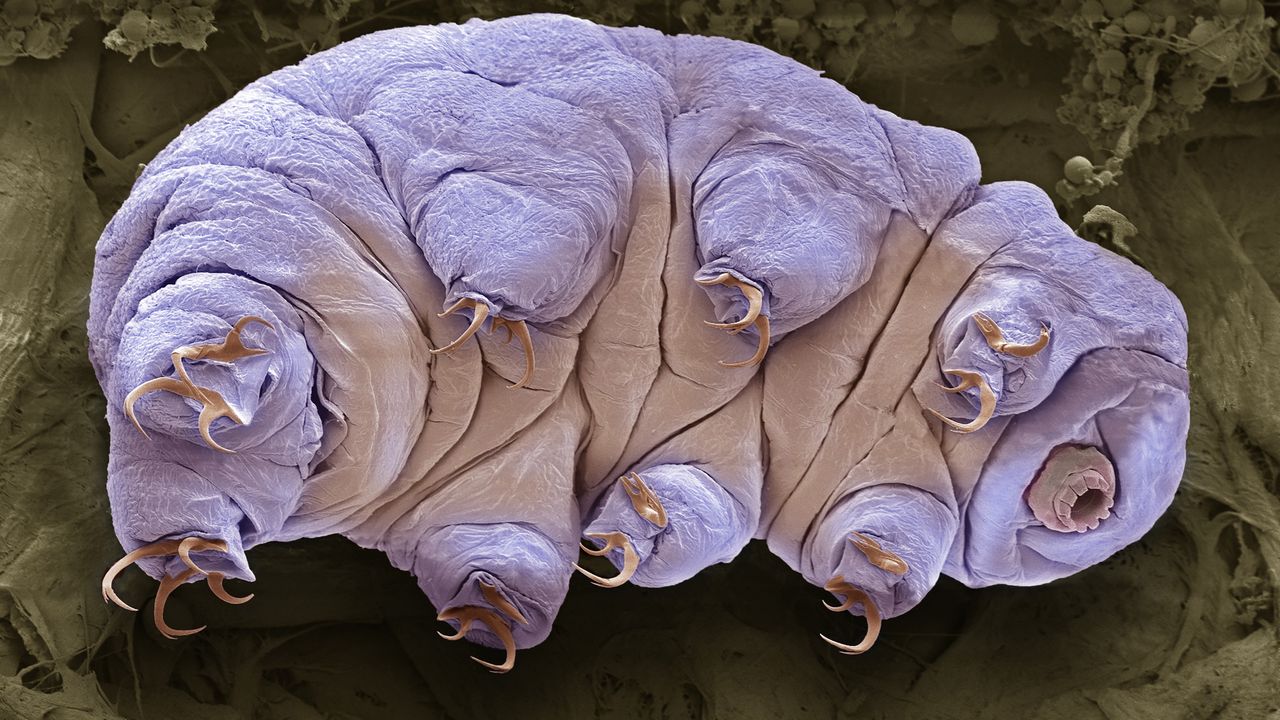 tardigrade microscope labeled