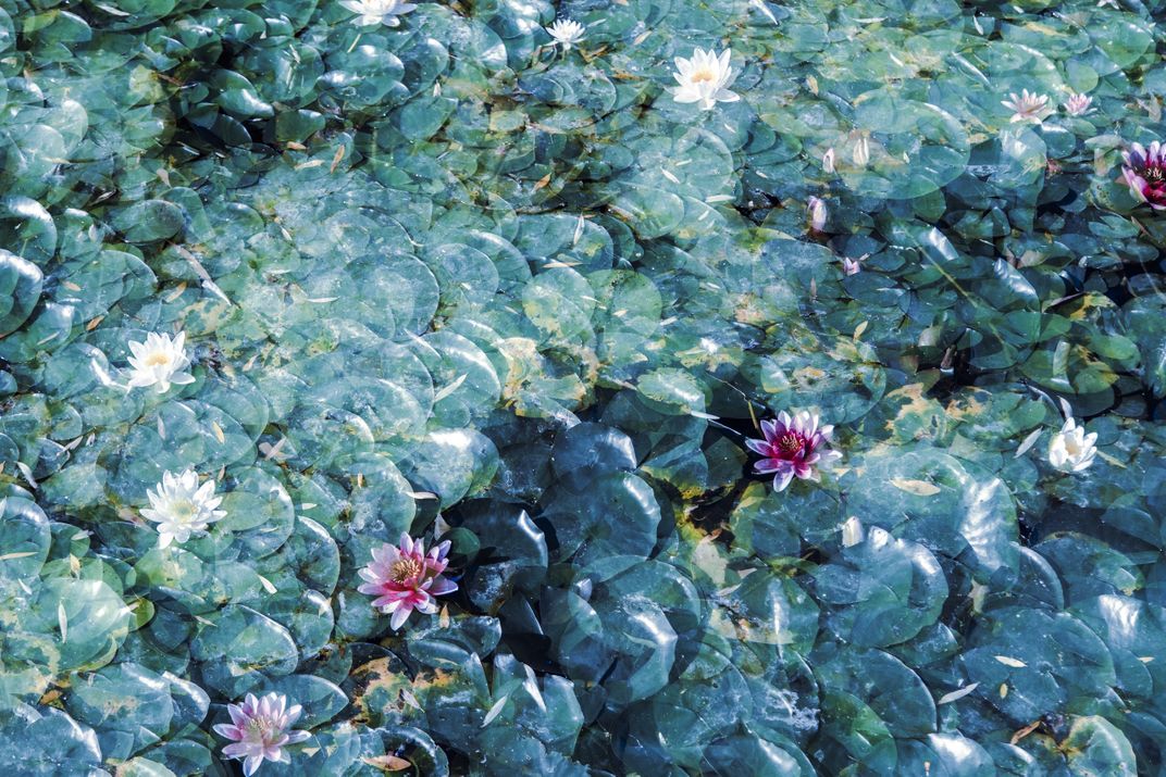 Remembering Monet | Smithsonian Photo Contest | Smithsonian Magazine