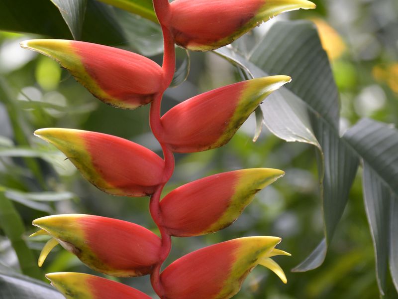 firebird plant | Smithsonian Photo Contest | Smithsonian Magazine