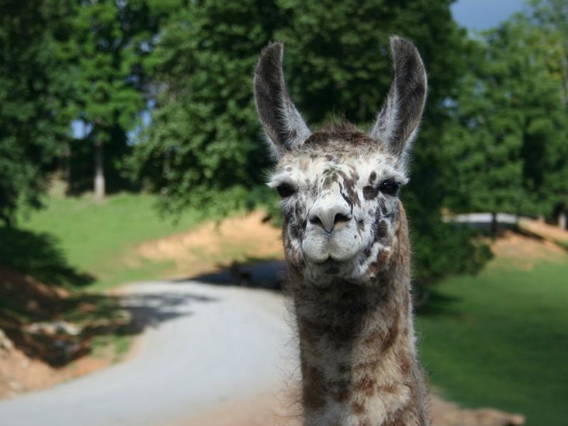 A sweet Llama Smile | Smithsonian Photo Contest | Smithsonian Magazine