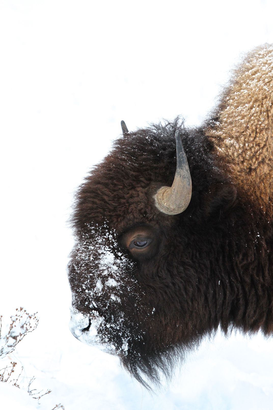 American Bison | Smithsonian Photo Contest | Smithsonian Magazine