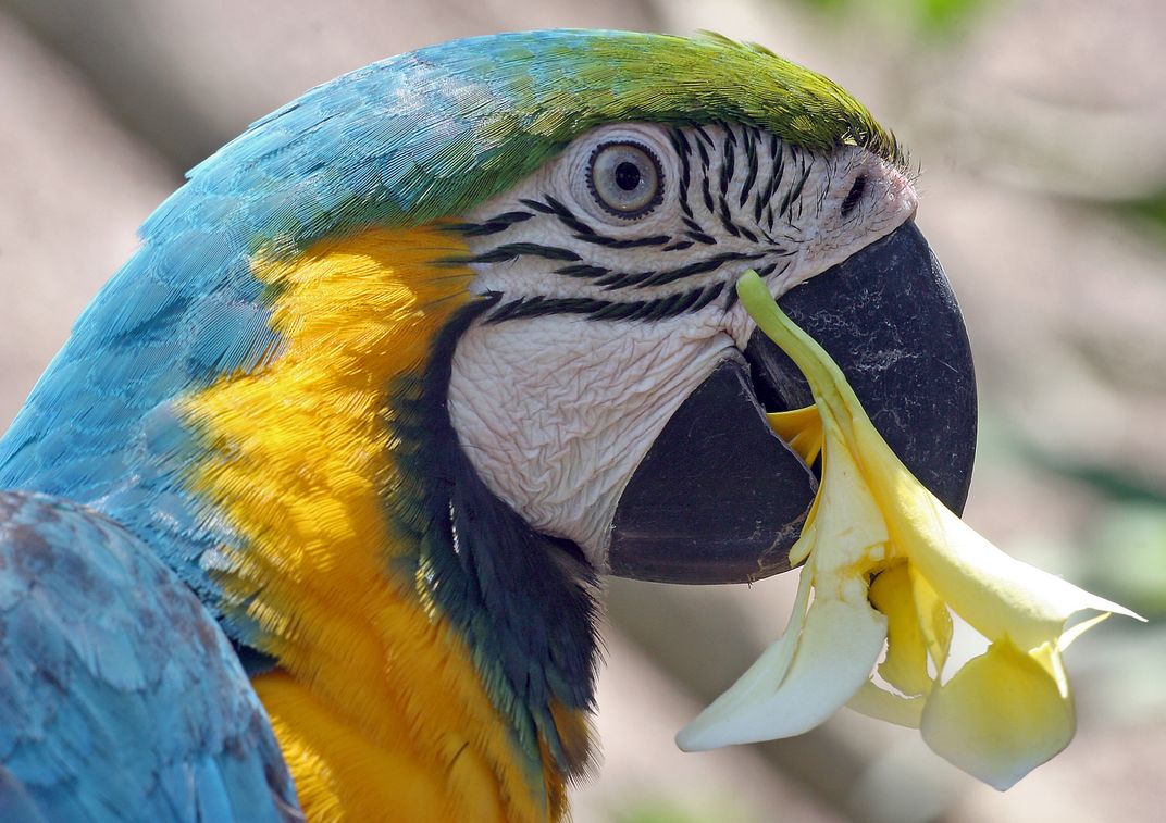 Bird of Piece: Macaw with a Flower in Bali | Smithsonian Photo Contest ...