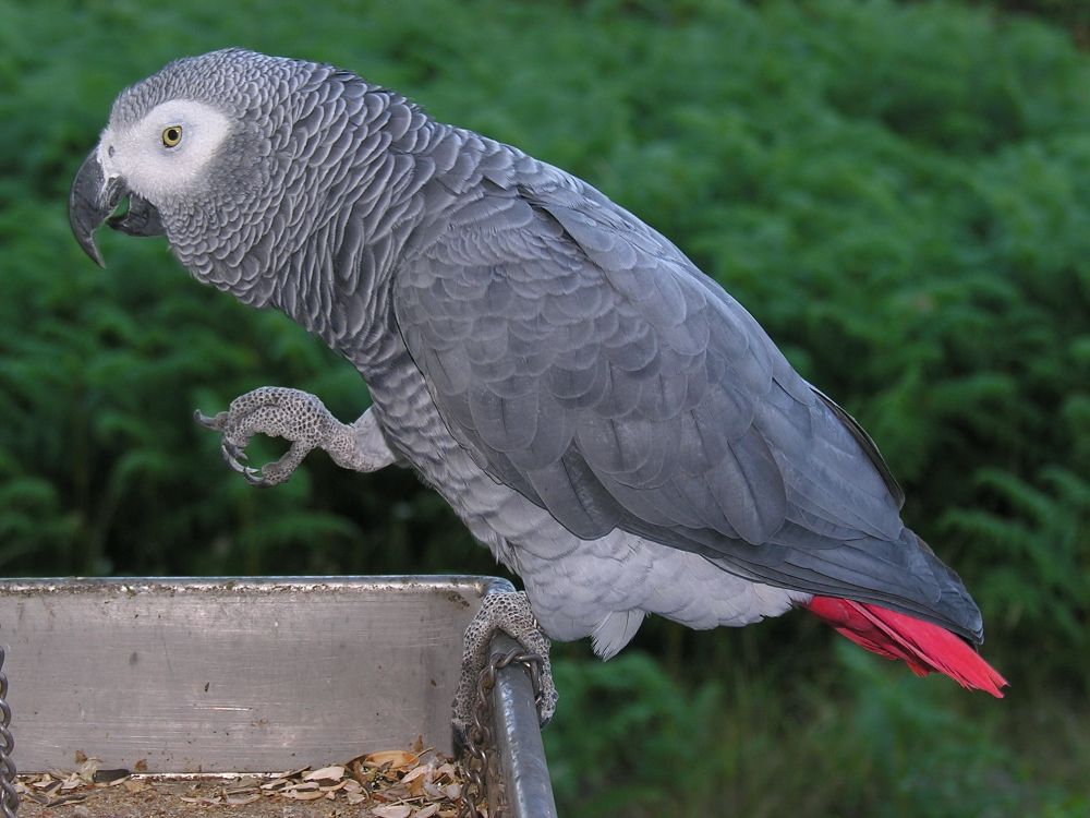 Unique Brain Circuitry Might Explain Why Parrots Are So Smart