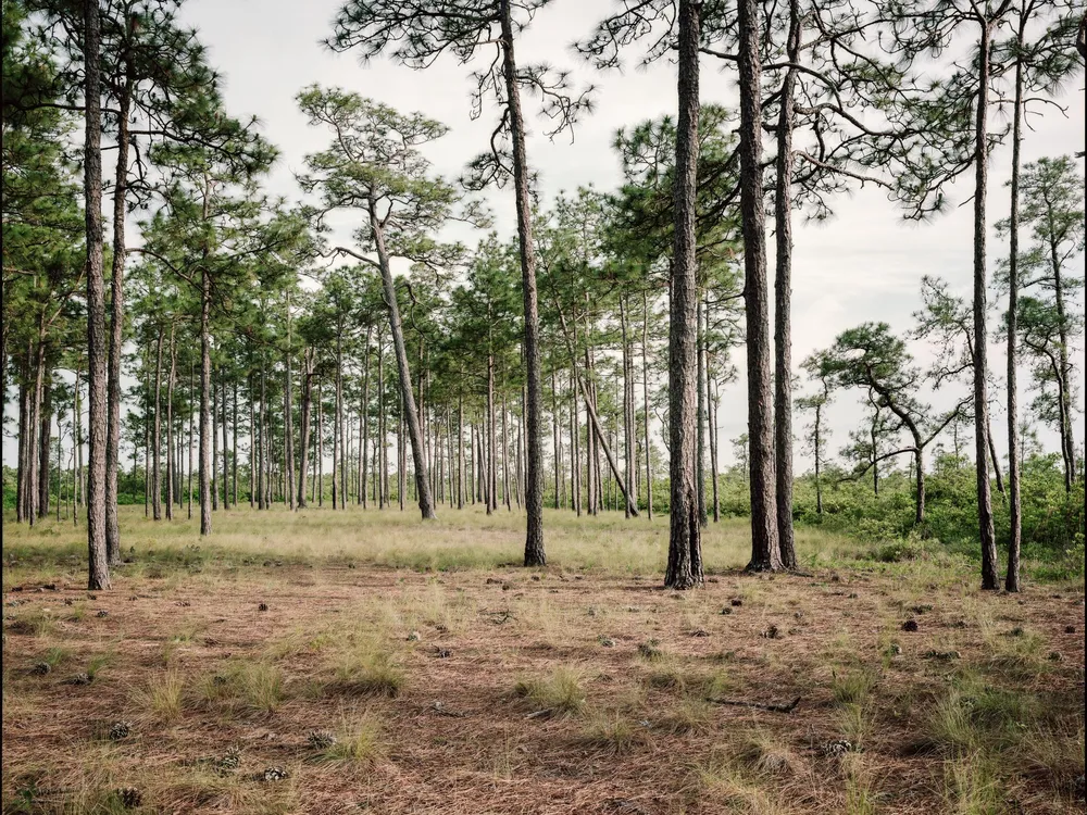 old growth longleaf pine