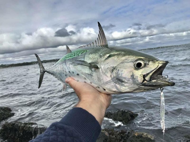 False Albacore at the Jersey shore | Smithsonian Photo Contest ...