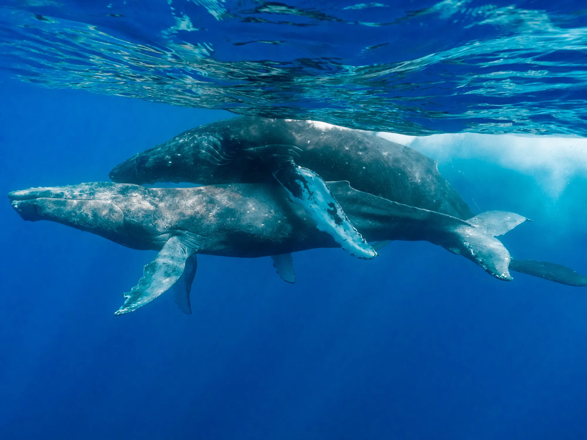 These Photos Are the First to Show Humpback Whales Mating—and Both Are ...