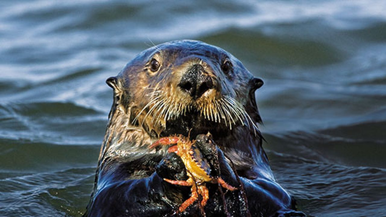 Sea Otters Eating Bears EdZOOcation™ Subscription Box | July's 'Save