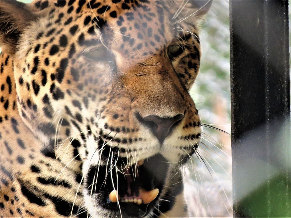 Yawning Jaguar | Smithsonian Photo Contest | Smithsonian Magazine