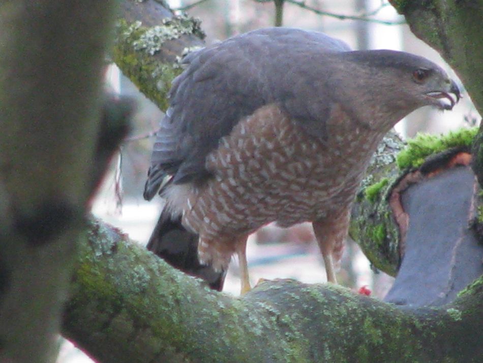 Raptor in the City eating breakfast | Smithsonian Photo Contest ...