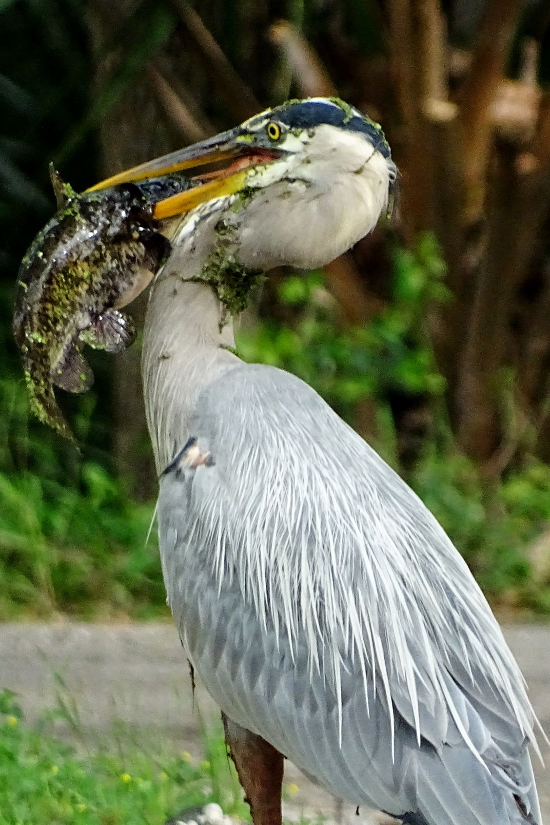 Catfish hunter! | Smithsonian Photo Contest | Smithsonian Magazine