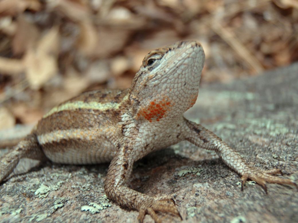 Female Lizard Uses Patches of Color to Announce Mother Potential